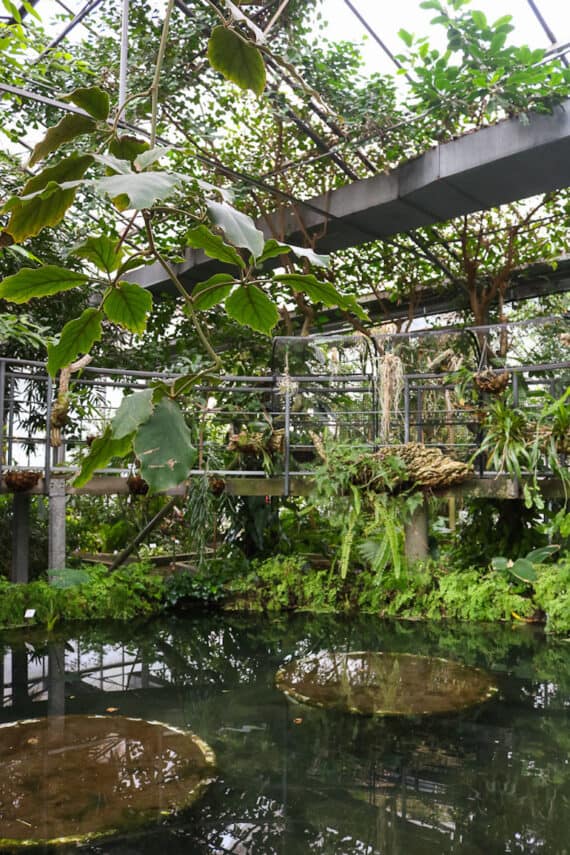 The Botanical Garden of Rome - Reopening