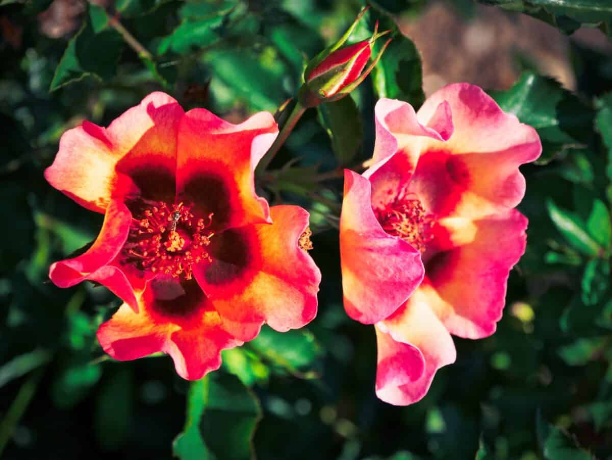 Rome's Garden of Roses Reopening on April 21 - Romeing