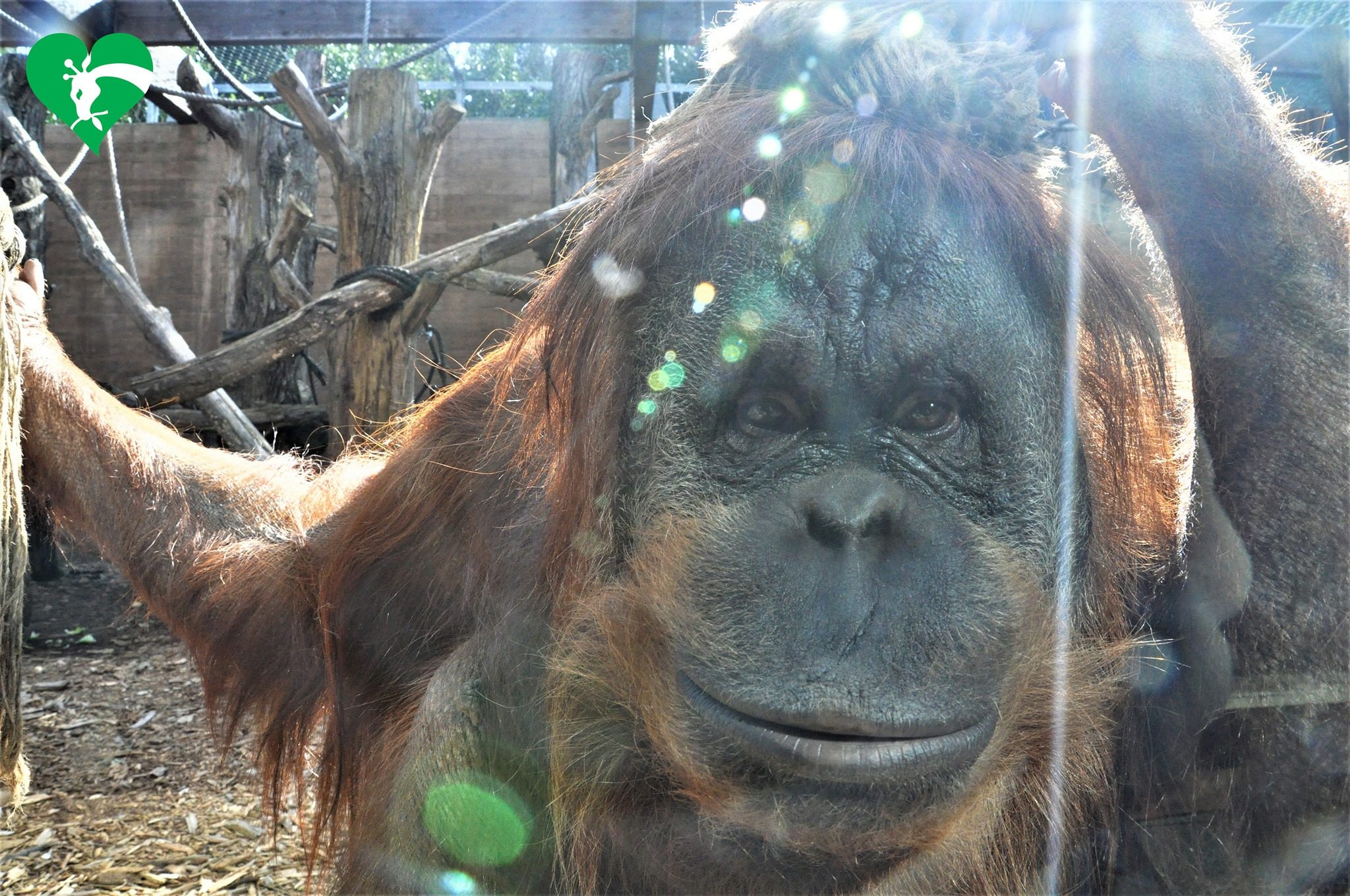 Visita il Bioparco: lo zoo di Roma a Villa Borghese - Romeing