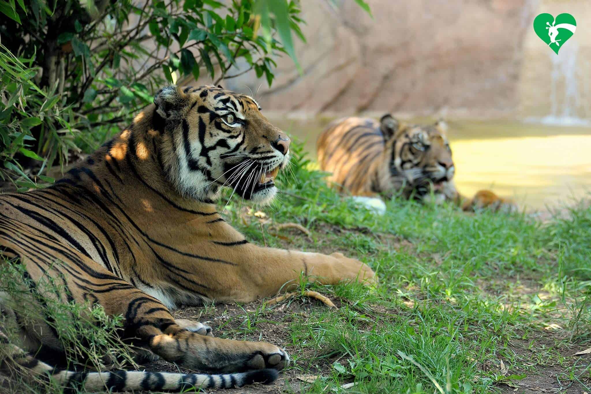 Visita il Bioparco: lo zoo di Roma a Villa Borghese - Romeing