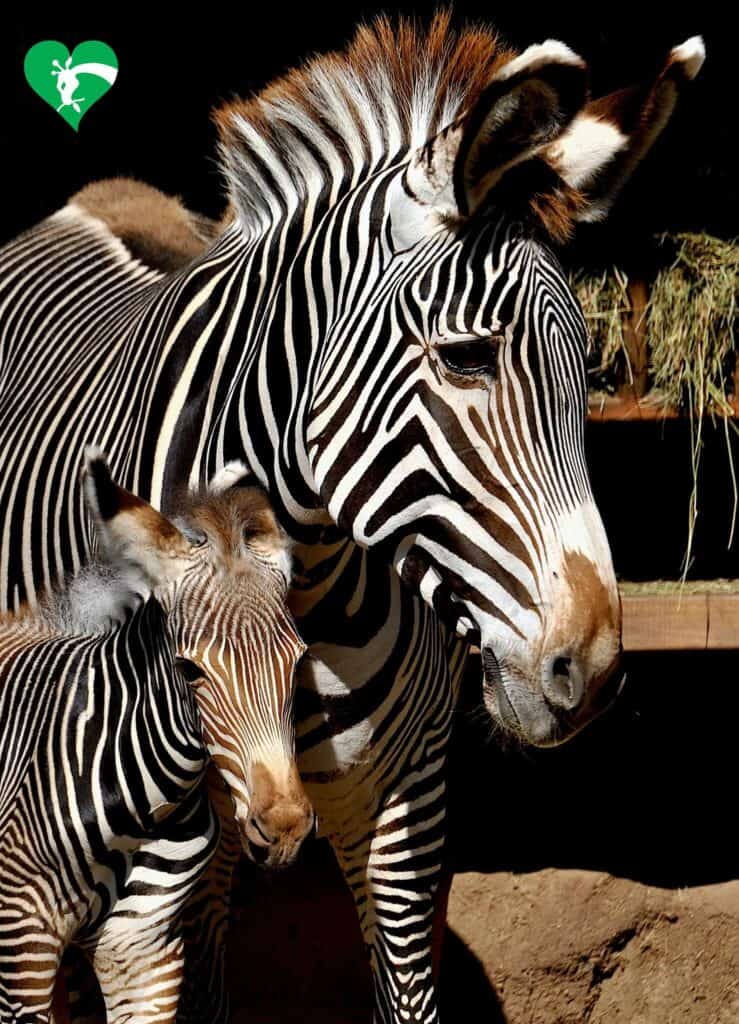 What to do at Rome's Bioparco Zoo - Romeing