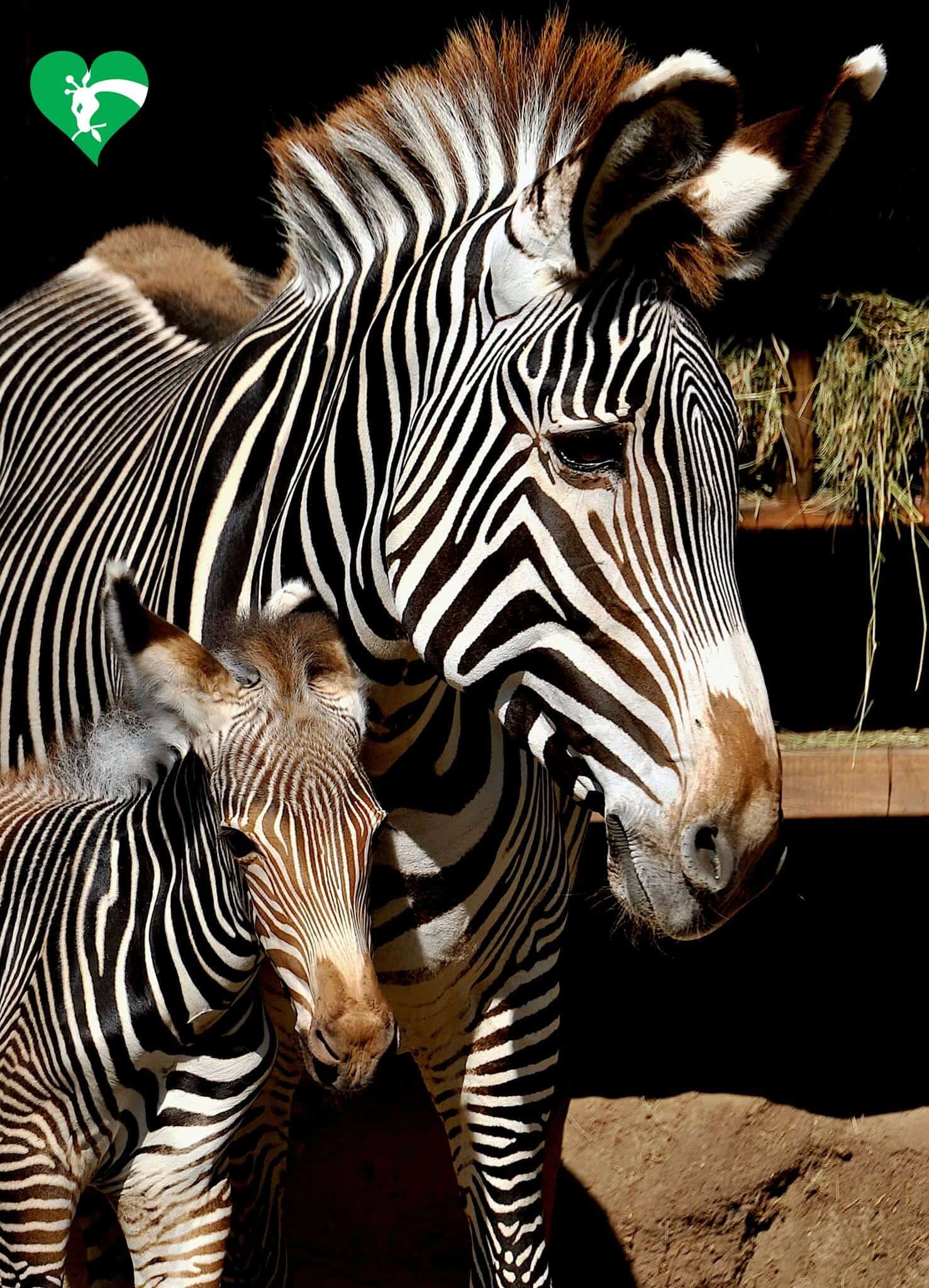 Visita il Bioparco: lo zoo di Roma a Villa Borghese - Romeing