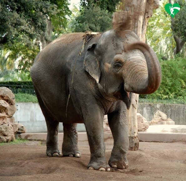 Visita il Bioparco: lo zoo di Roma a Villa Borghese - Romeing
